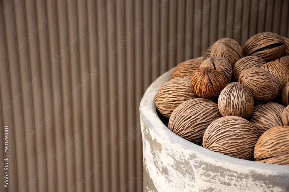 Cerbera odollam seeds or pong pong seeds from suicide tree with a brown ...