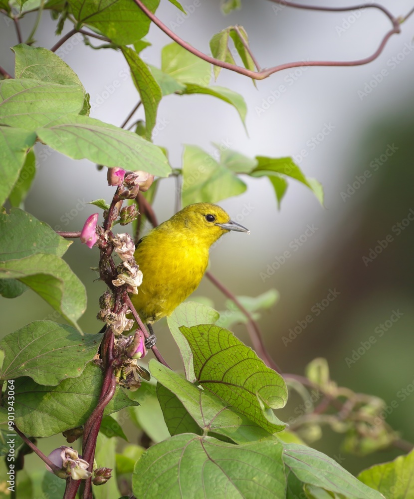 common iora (Aegithina tiphia).common iora is a small passerine bird ...
