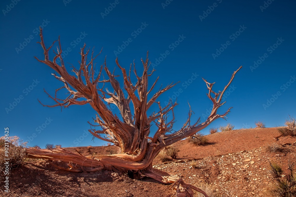Dead juniper trees in Grand Staircase-Escalante National Monument, Utah ...