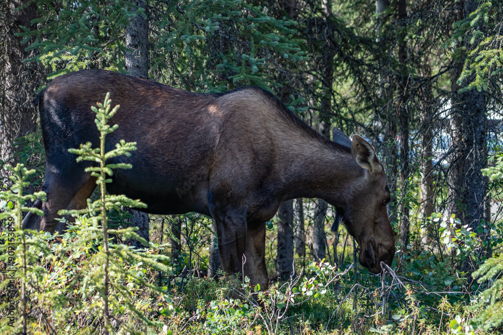 The moose or elk (Alces alces) is the world's tallest, largest and ...