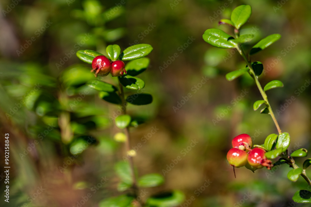 Vaccinium vitis-idaea, the lingonberry, partridgeberry, mountain ...
