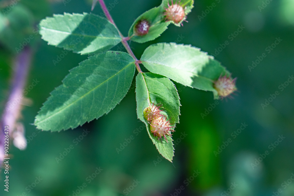 Rosa acicularis is a flowering plant in the Rosaceae family. prickly ...