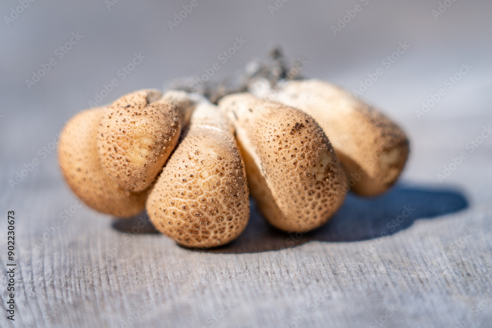 Apioperdon pyriforme, pear-shaped puffball or stump puffball, is a ...