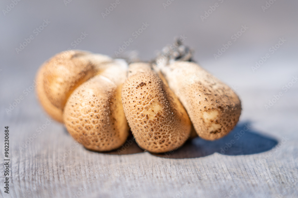 Apioperdon pyriforme, pear-shaped puffball or stump puffball, is a ...