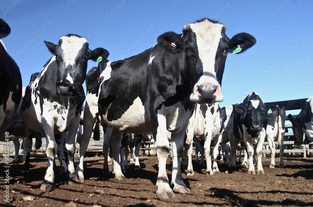Friesian dairy cows after milking on dairy farm, looking to camera ...