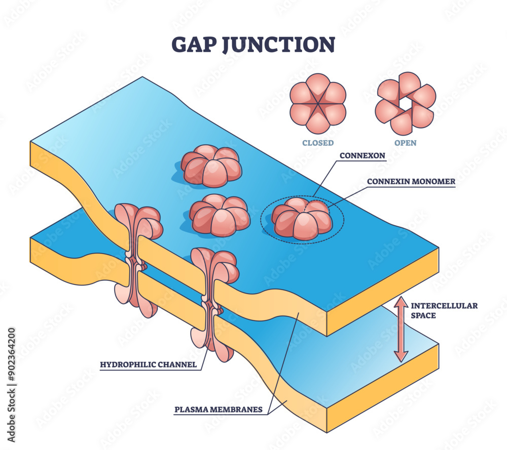 Gap junction as anatomical intercellular connection structure outline ...