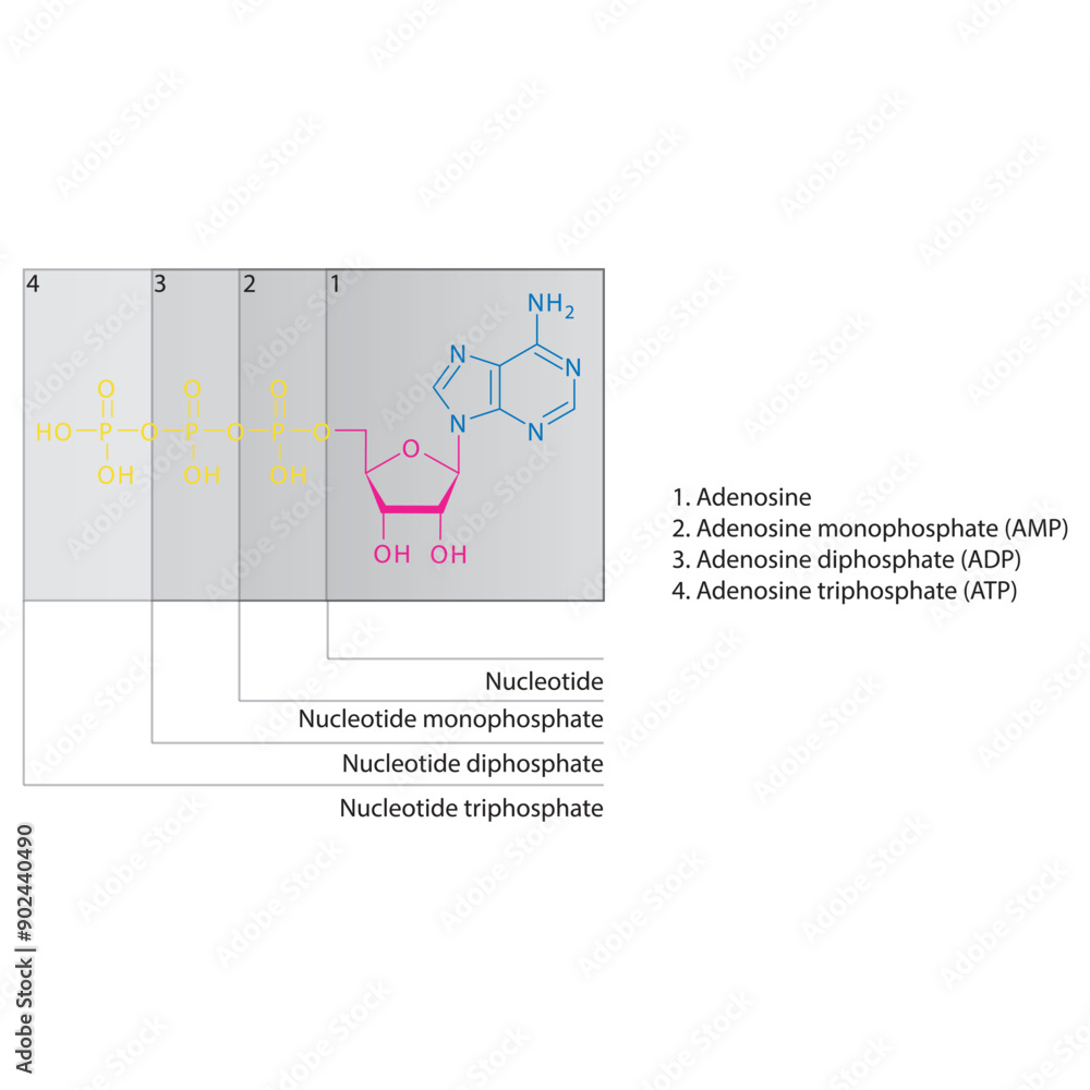 Diagram of nucleotide - Adenosine mono, di and trip phosphate skeletal structure schematic ...
