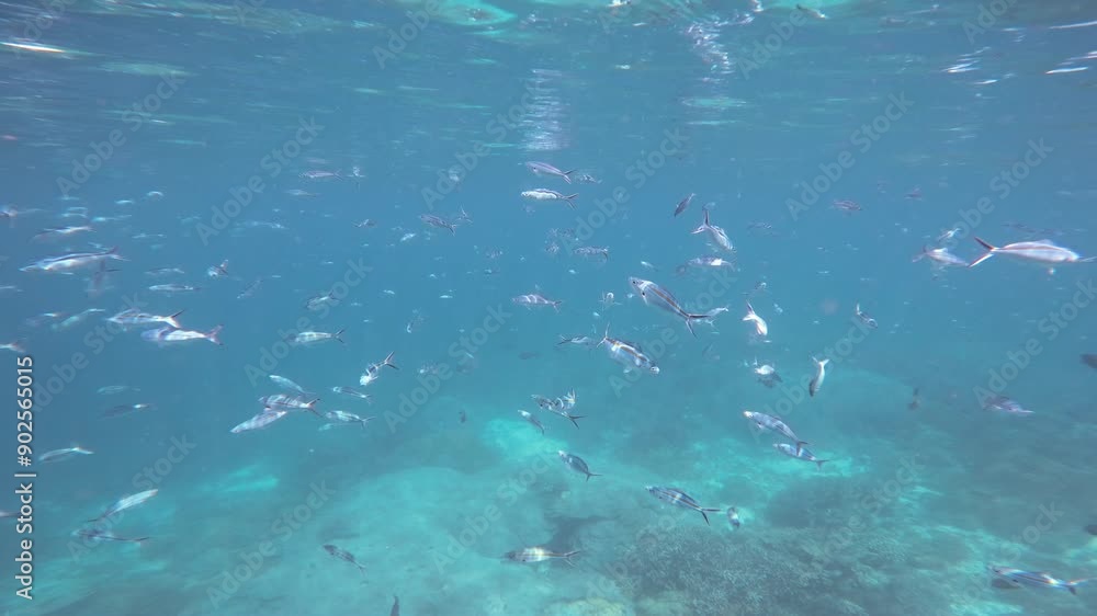 A school of fusiliers fish swims slowly under the sea surface in ...
