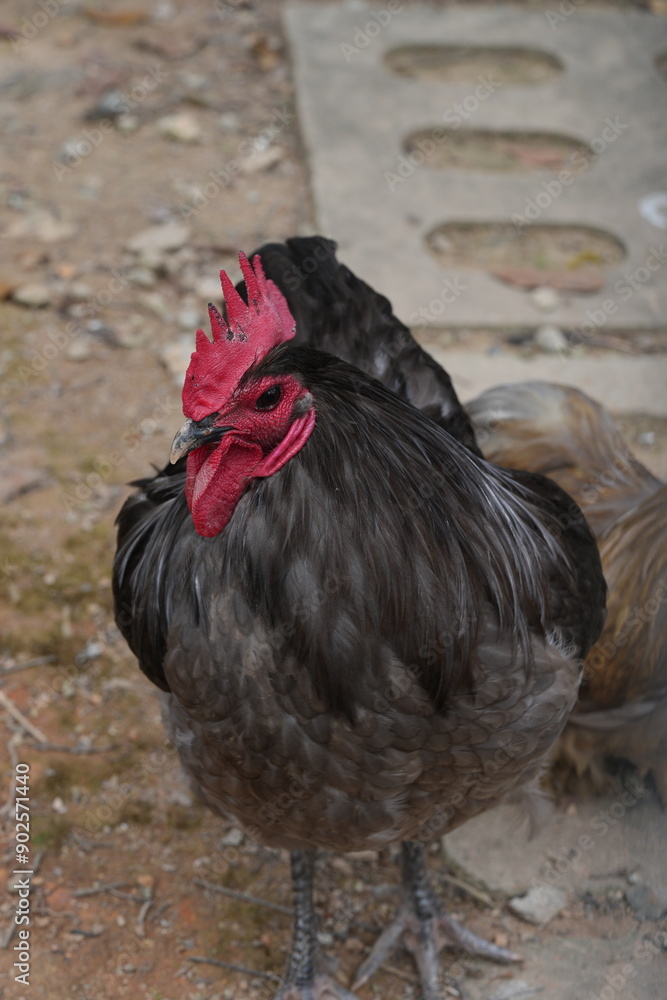 Foto de The Australian Black Chicken, also known as the Australian ...
