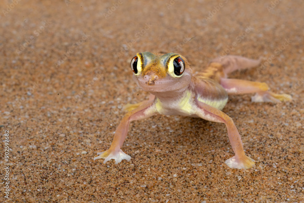 The Namib desert gecko (Pachydactylus vanzyli), also known as the Kaoko ...