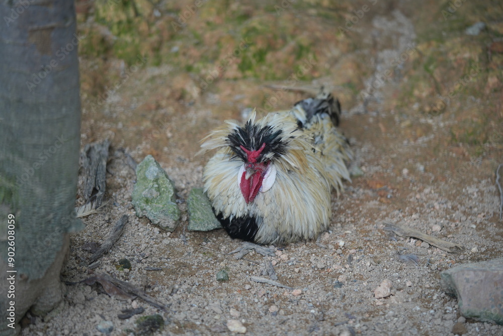 The Buff-Laced Frizzle is a variation of the Frizzle chicken, a breed ...