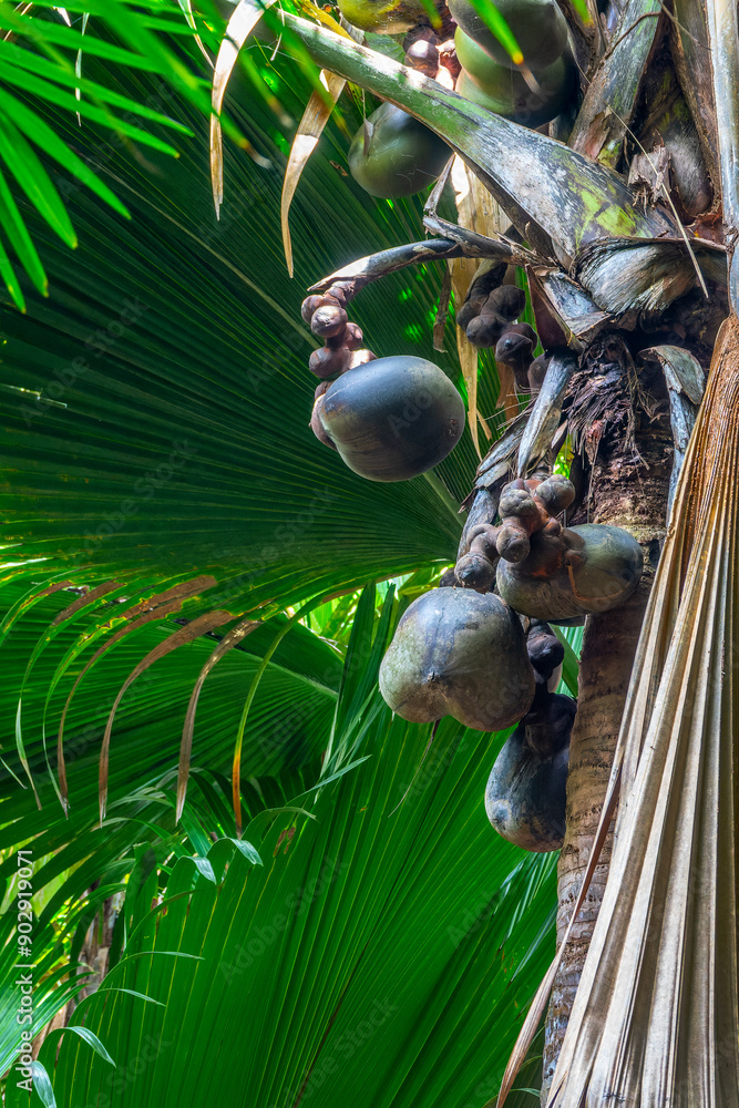 Coco de mer tree (sea coconut) with its fruits also called love coconut ...