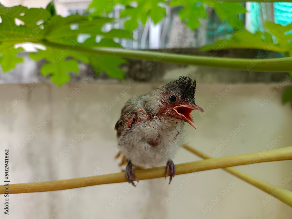 Baby bird learning to fly. A cute Sooty-headed bulbul, Pycnonotus ...
