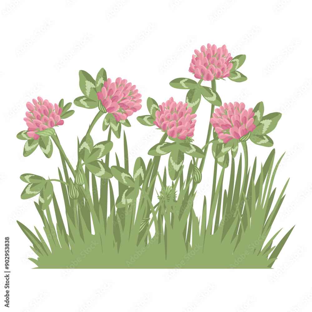 red clover, field flowers, vector drawing wild plants and green grass ...