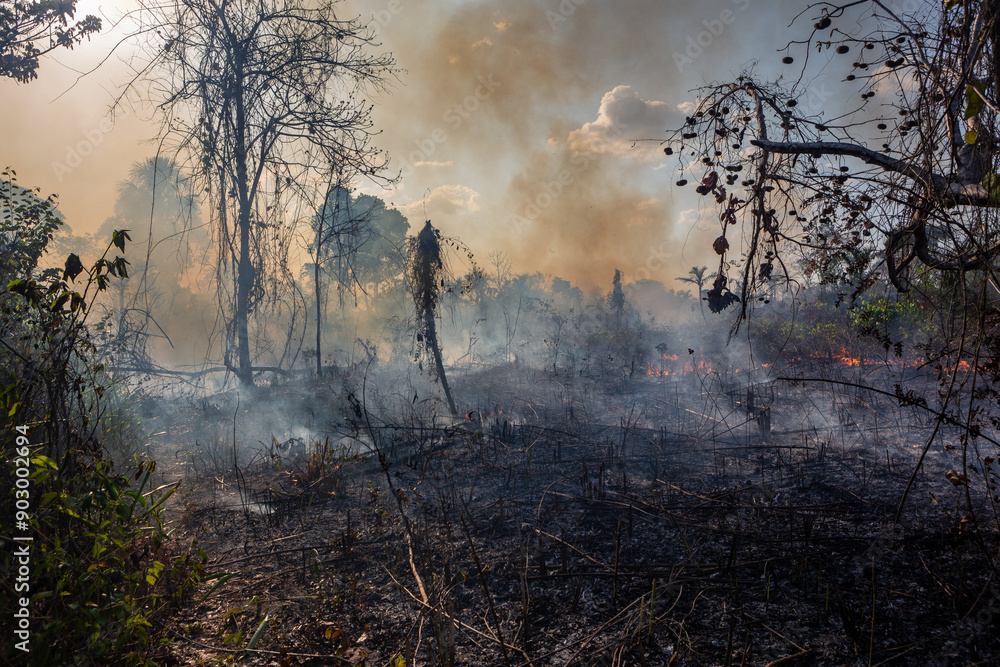 Photo & Art Print Amazon rainforest illegal deforestation fire on farm ...