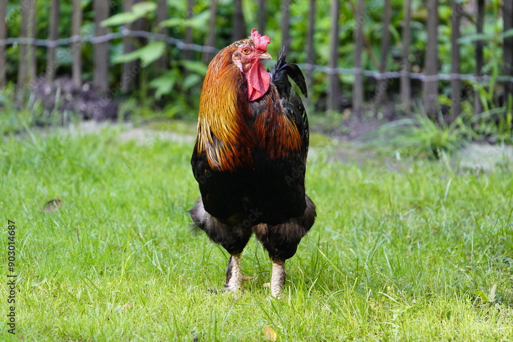 The Marans, French: Poule de Marans, is a French breed of dual-purpose ...