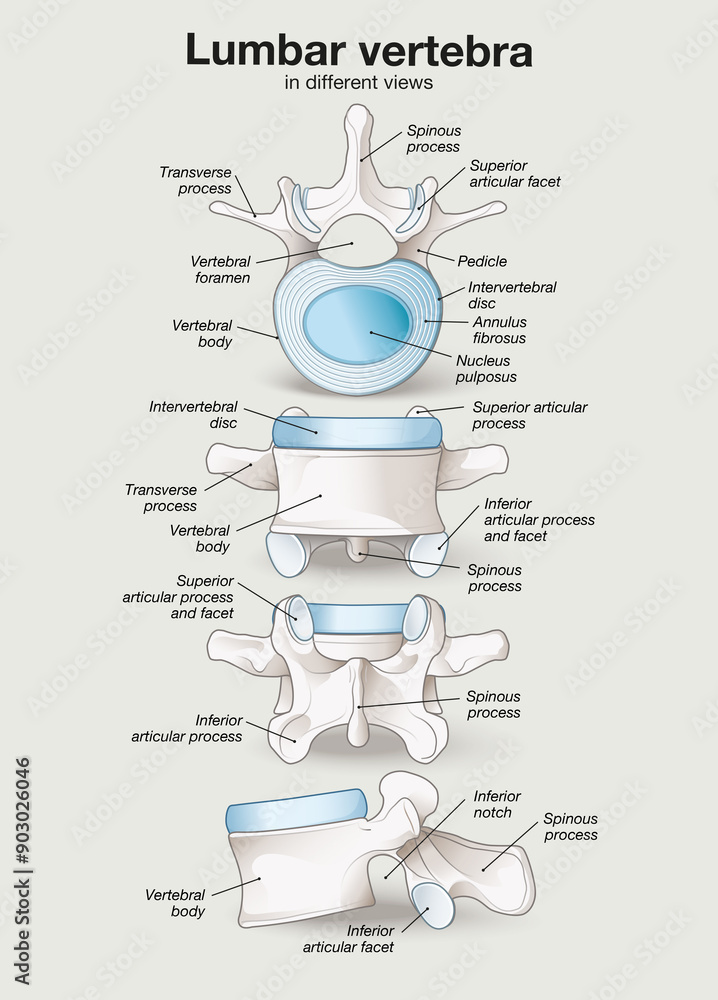 Poster Healthy lumbar vertebrae. Different views. Labeled illustration ...