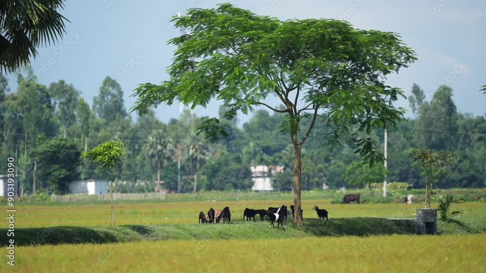 village people herding goats in fields, highlighting the simplicity and ...