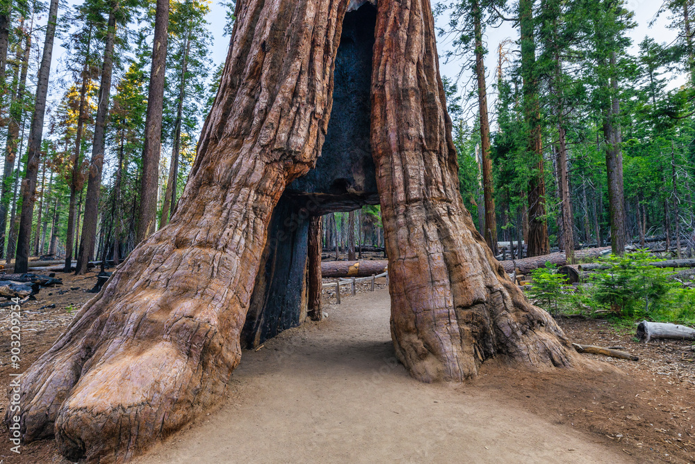 The California Tunnel Tree. The tunnel was carved through the tree in ...