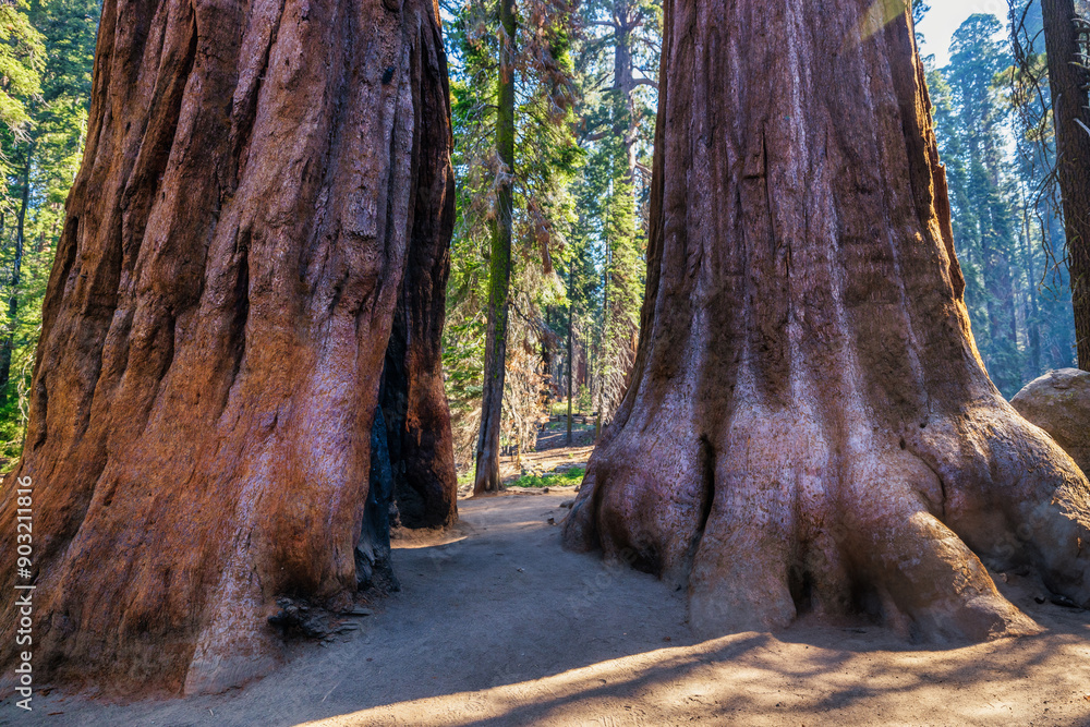 Sequoia National Park and Kings Canyon. Giant sequoia trees, forest ...