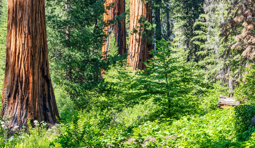 Sequoia National Park and Kings Canyon. Giant sequoia trees, forest ...