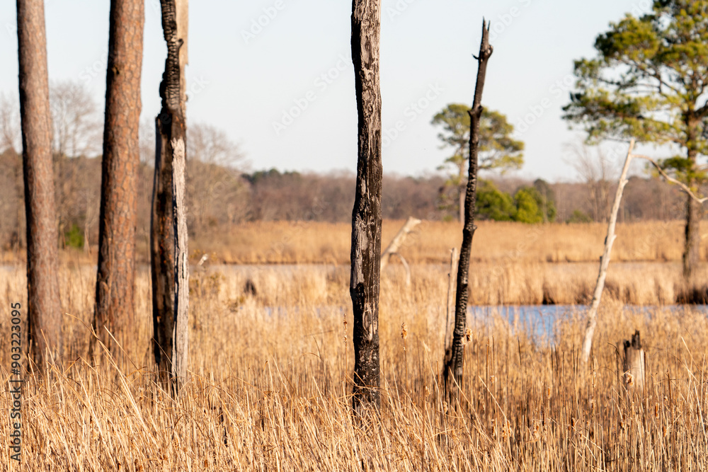 standing dead trees amongst brown grass and reeds on a small river ...