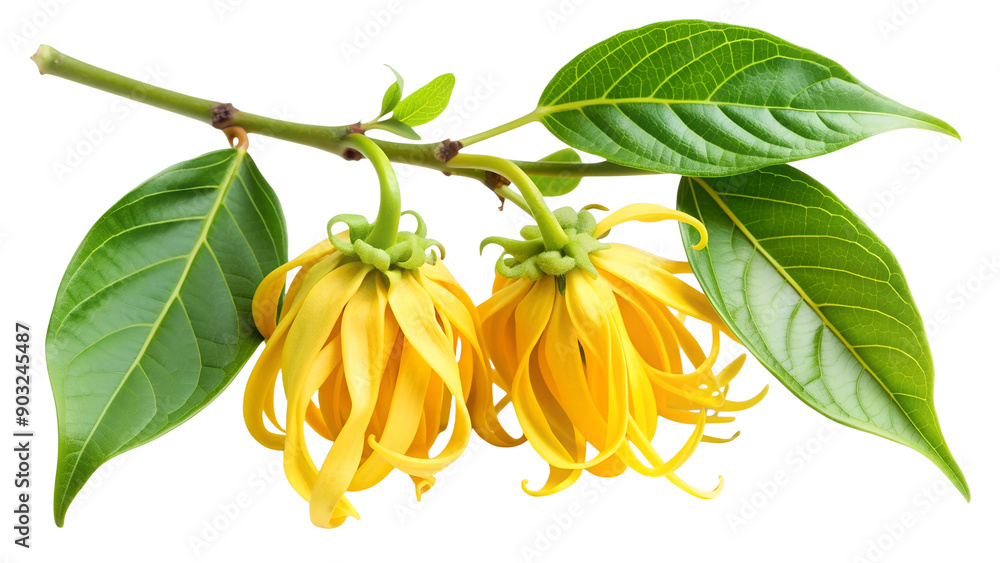 Ylang-Ylang flowers on twig with leaves isolated on white transparent ...