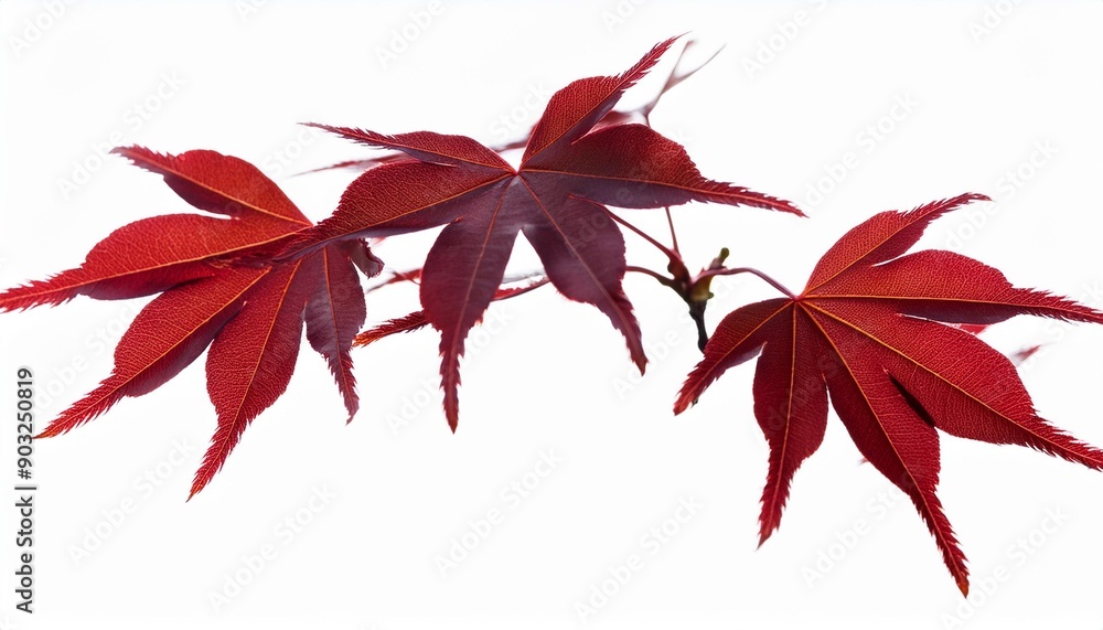 acer palmatum japanese maple cultivars palmate decompositum formosum ...