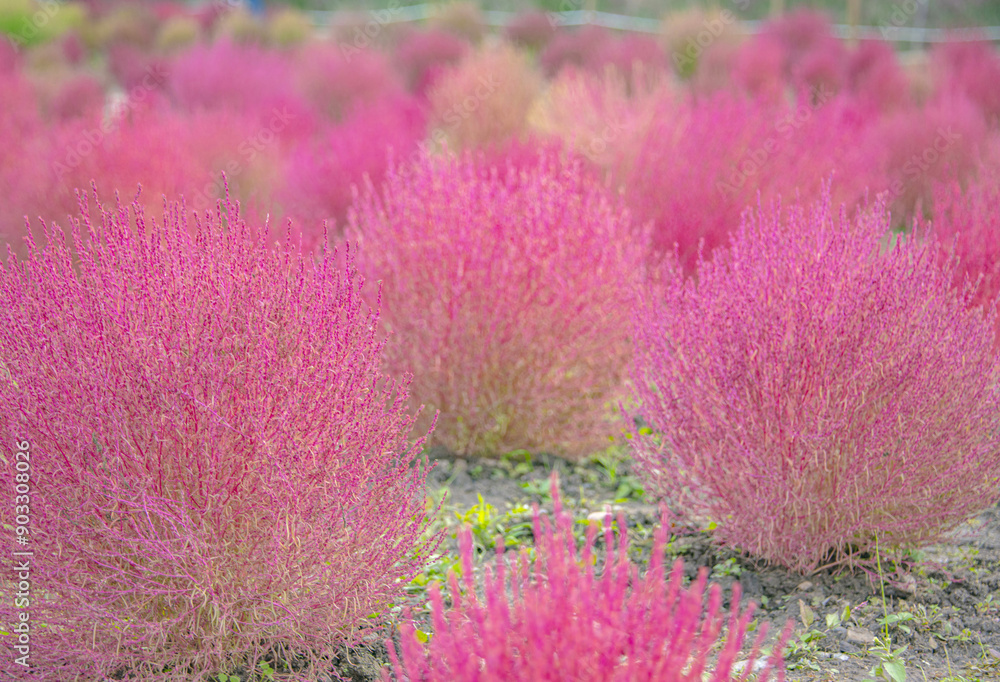 Autumnal view of summer cypress(Kochia scoparia) with pink maple leaves ...