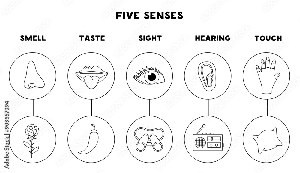 Five senses organs, vector illustration. Sight hearing taste touch ...
