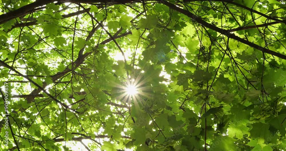 Dense crown of maple tree lets in single ray of sunlight. Maple leaves ...
