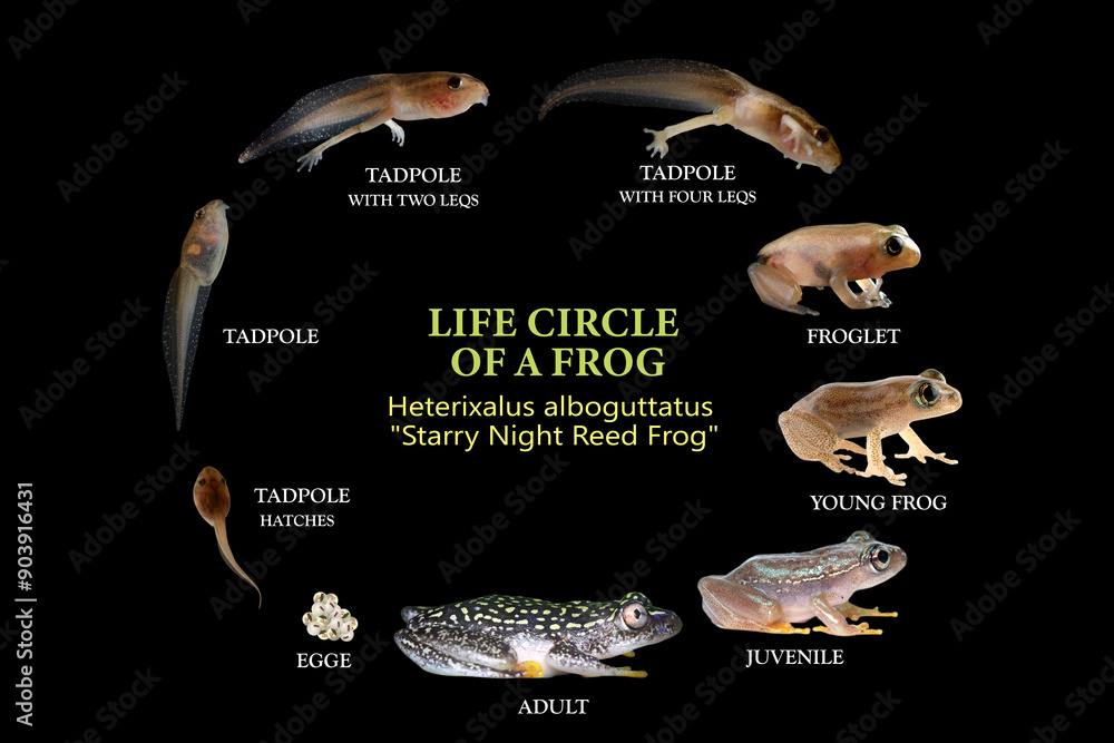 Reed frog froglet in the process of metamorphosis, Reed frog froglet in ...