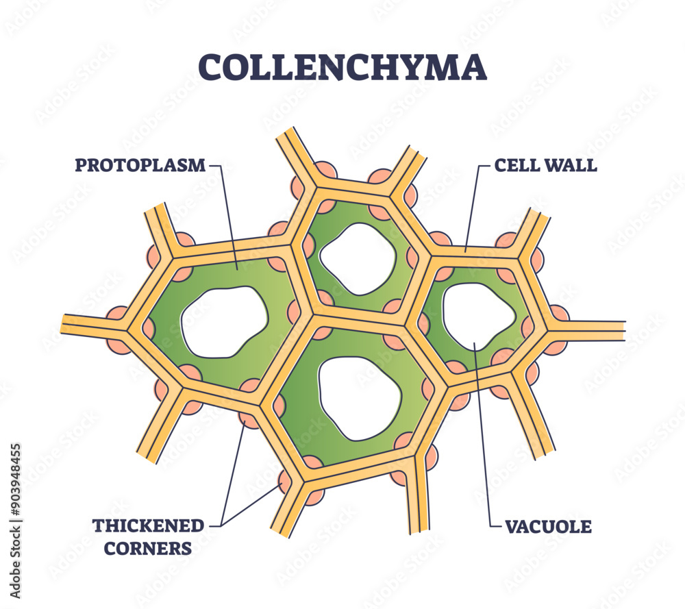 Collenchyma as ground tissue with thick supportive walls outline ...