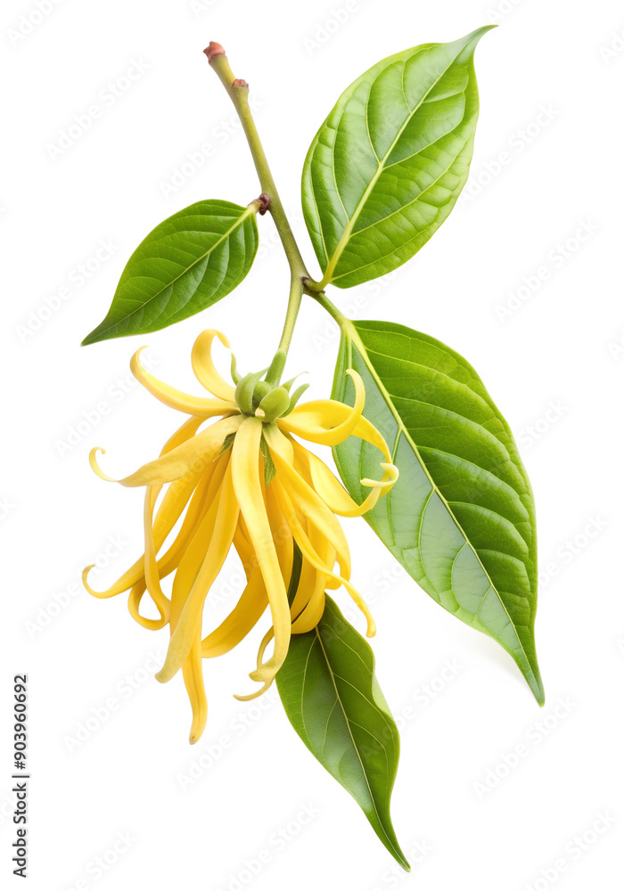 Ylang-Ylang flower on branch isolated on white transparent background ...