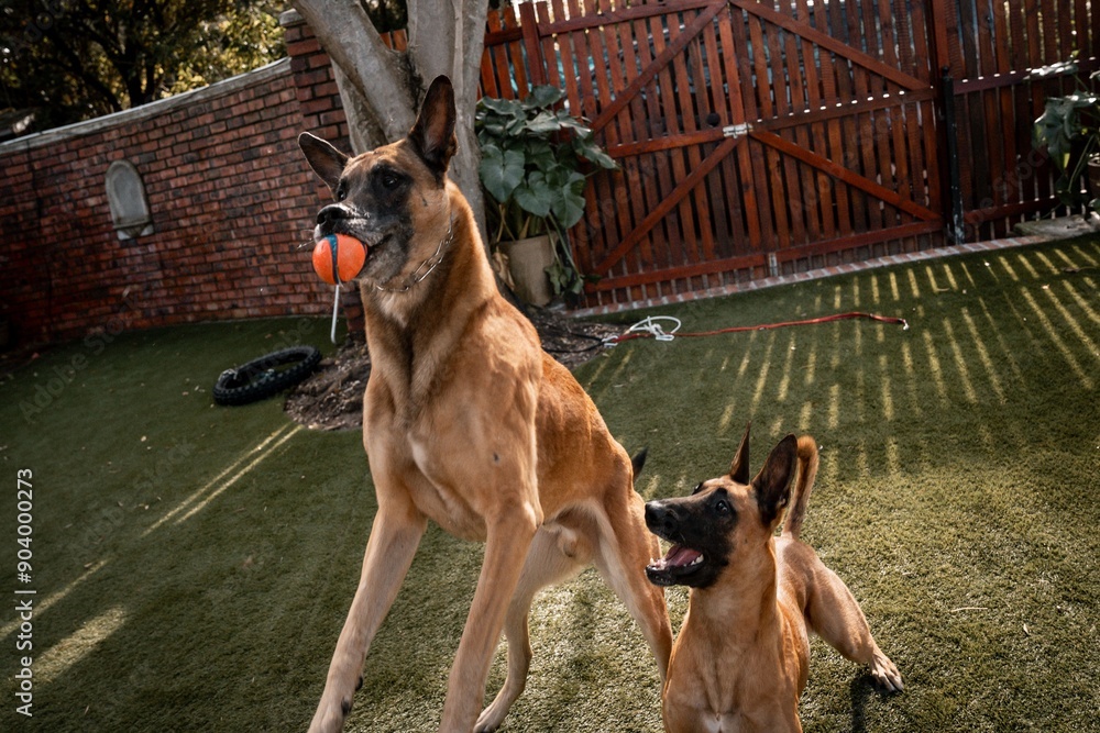 Two Belgian Malinois dogs playing with a ball in a backyard with a ...