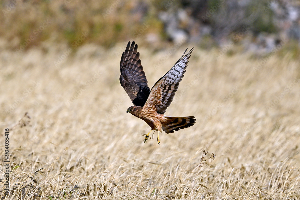 Wiesenweihe (Circus pygargus) - Weibchen mit Heuschrecke in den Fängen ...