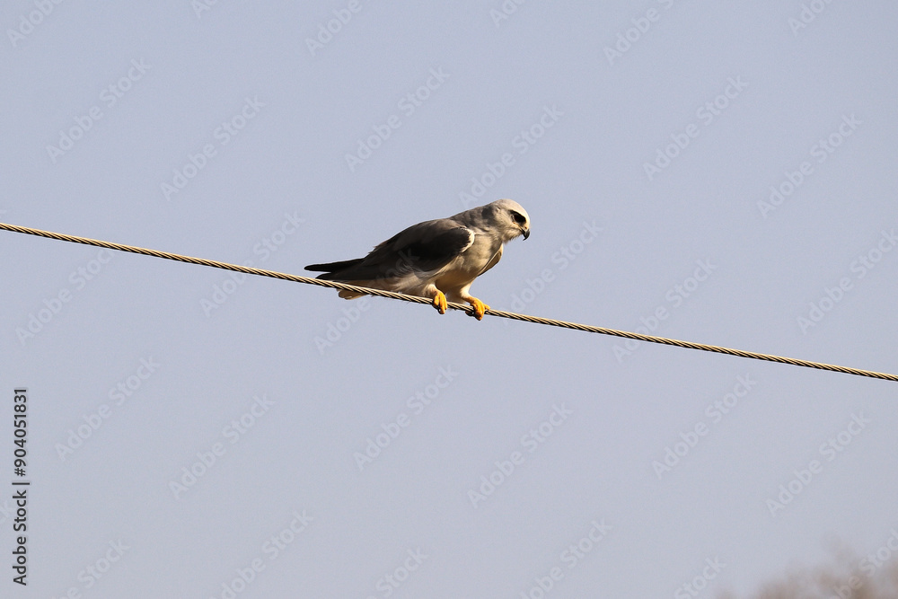 beautiful Black-winged Kite also known as a Black-shouldered Kite ...