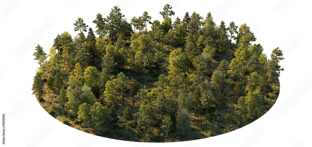 Perspective top view of a circle with forest mixed trees (birch ...