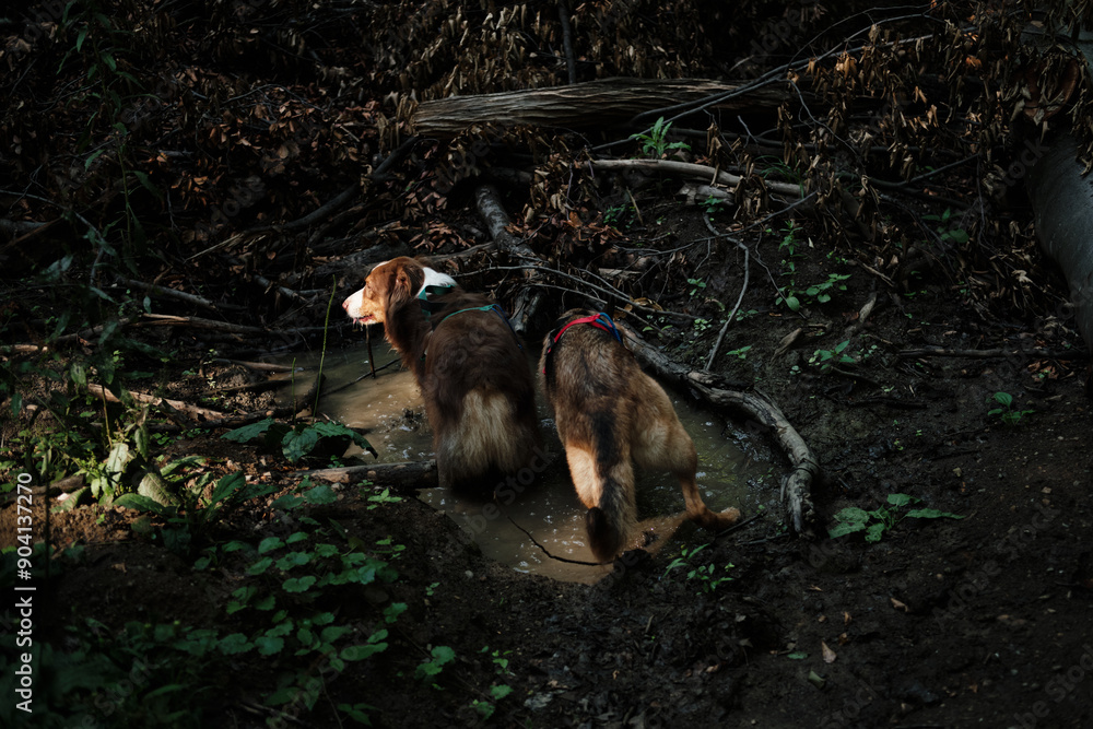 Crazy buddies are two dogs jumping and playing in a muddy puddle in a ...