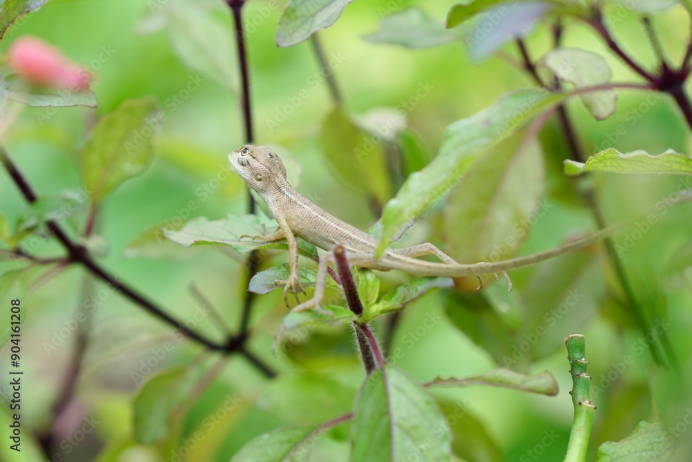 Focus on baby of Oriental garden lizard, Eastern garden lizard or ...