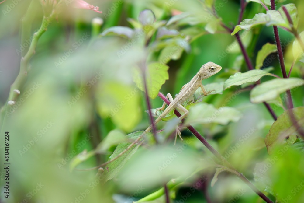 Focus on baby of Oriental garden lizard, Eastern garden lizard or ...