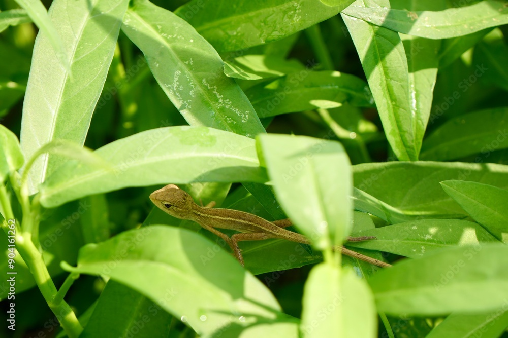 Focus on baby of Oriental garden lizard, Eastern garden lizard or ...