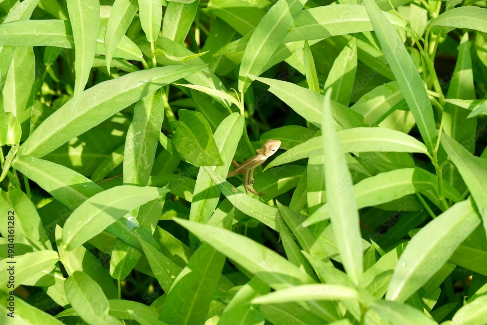 Focus on baby of Oriental garden lizard, Eastern garden lizard or ...