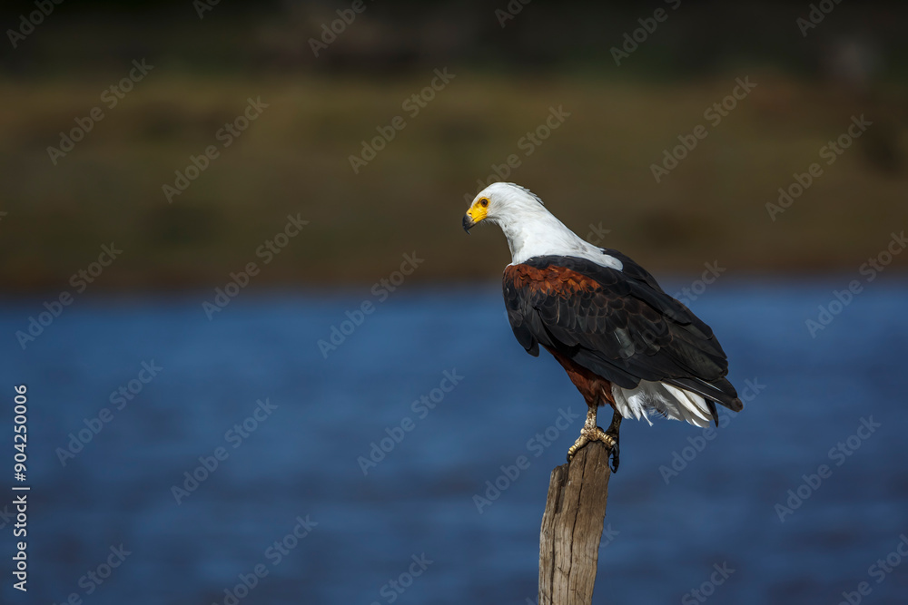 African fish eagle standing on a log over water in Kruger National park ...