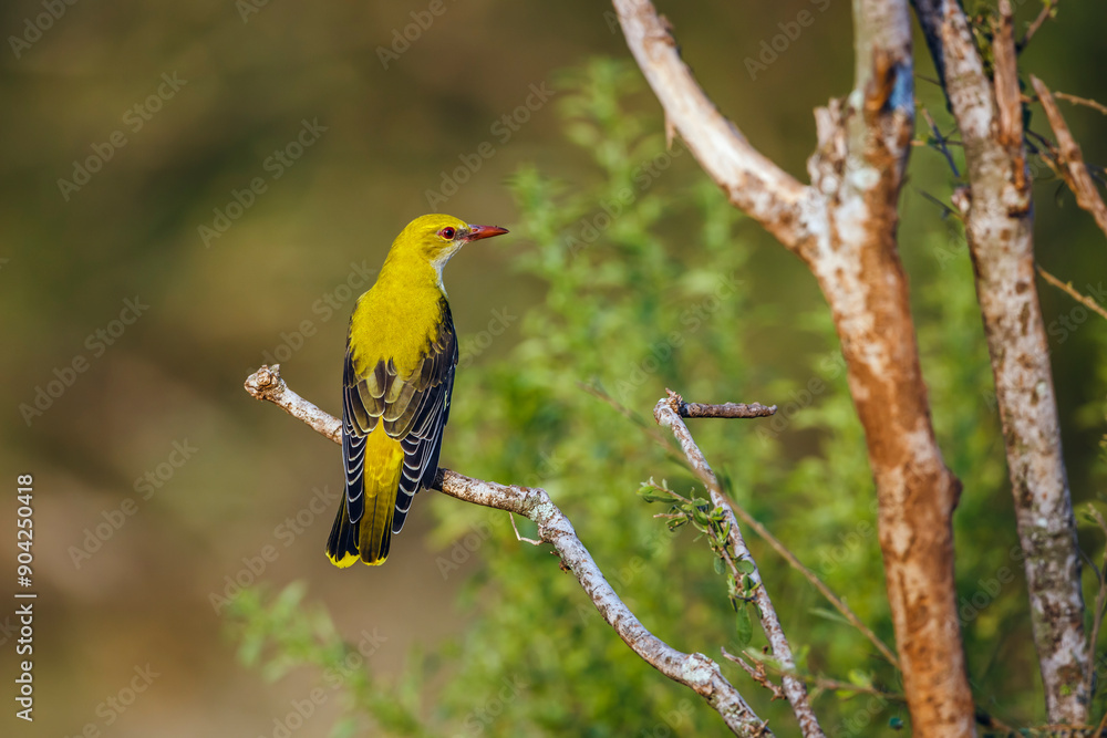 Eurasian Golden-Oriole standing rear view on a shrub in Kruger National ...