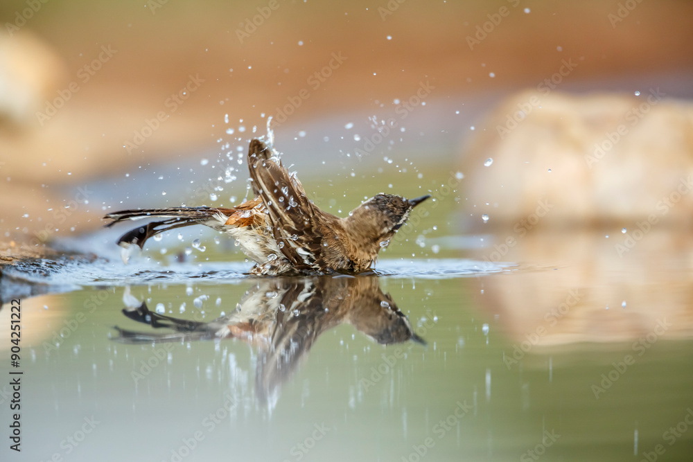 Red backed Scrub Robin bathing in waterhole with reflection in Kruger ...
