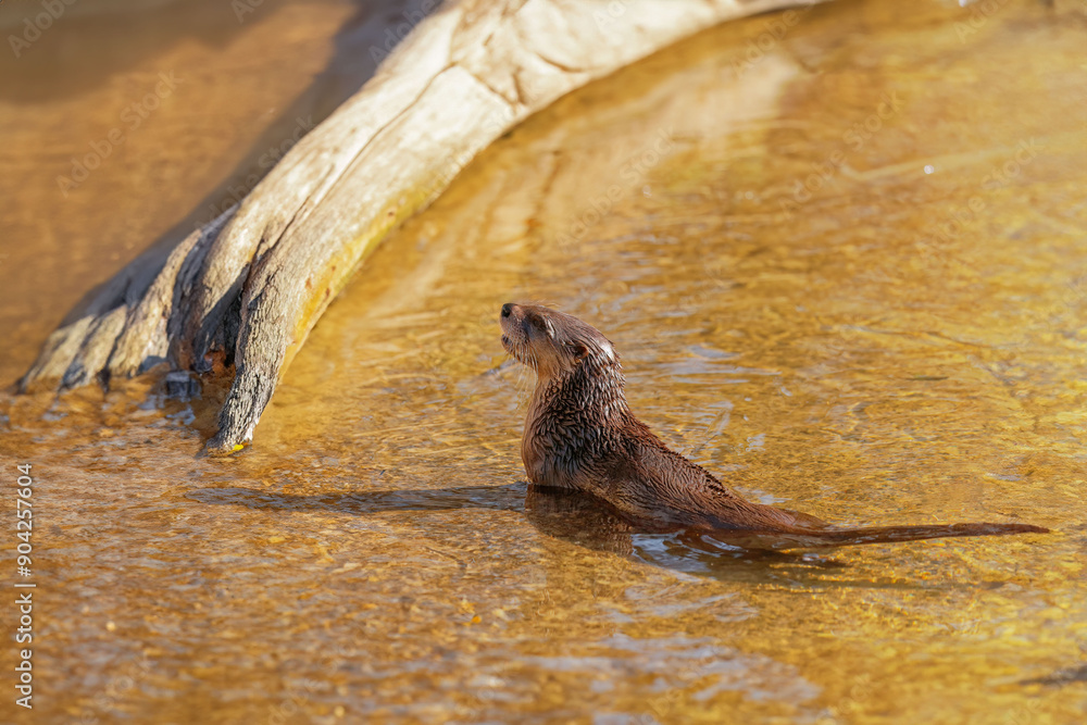 The North American river otter (Lontra canadensis) also known as the ...