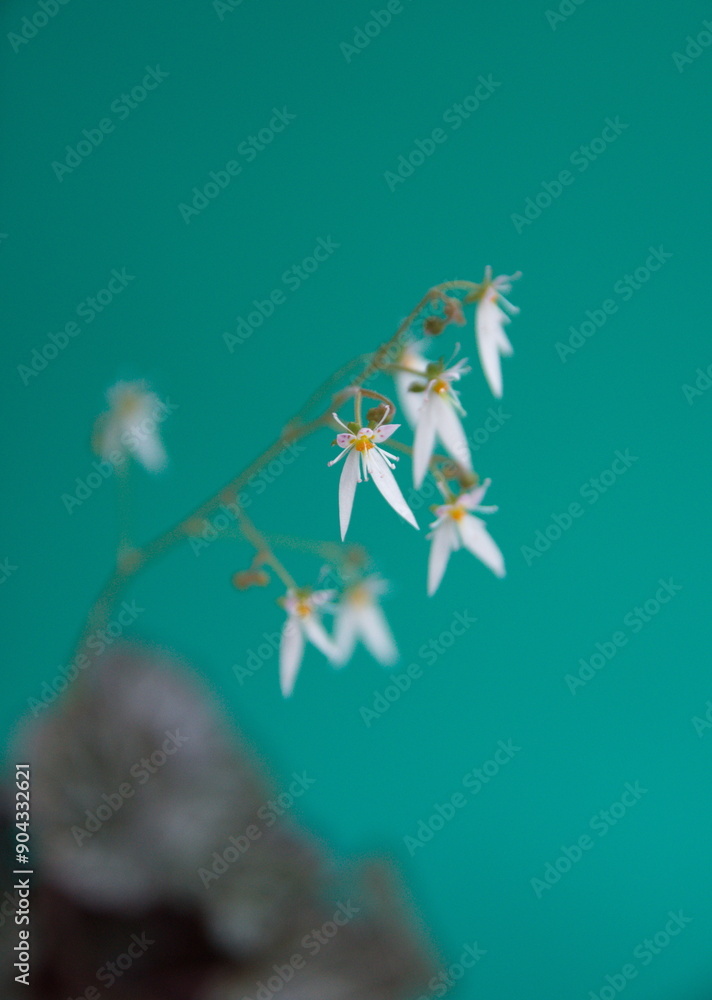 Blooming saxifraga stolonifera is a perennial flowering plant, creeping ...