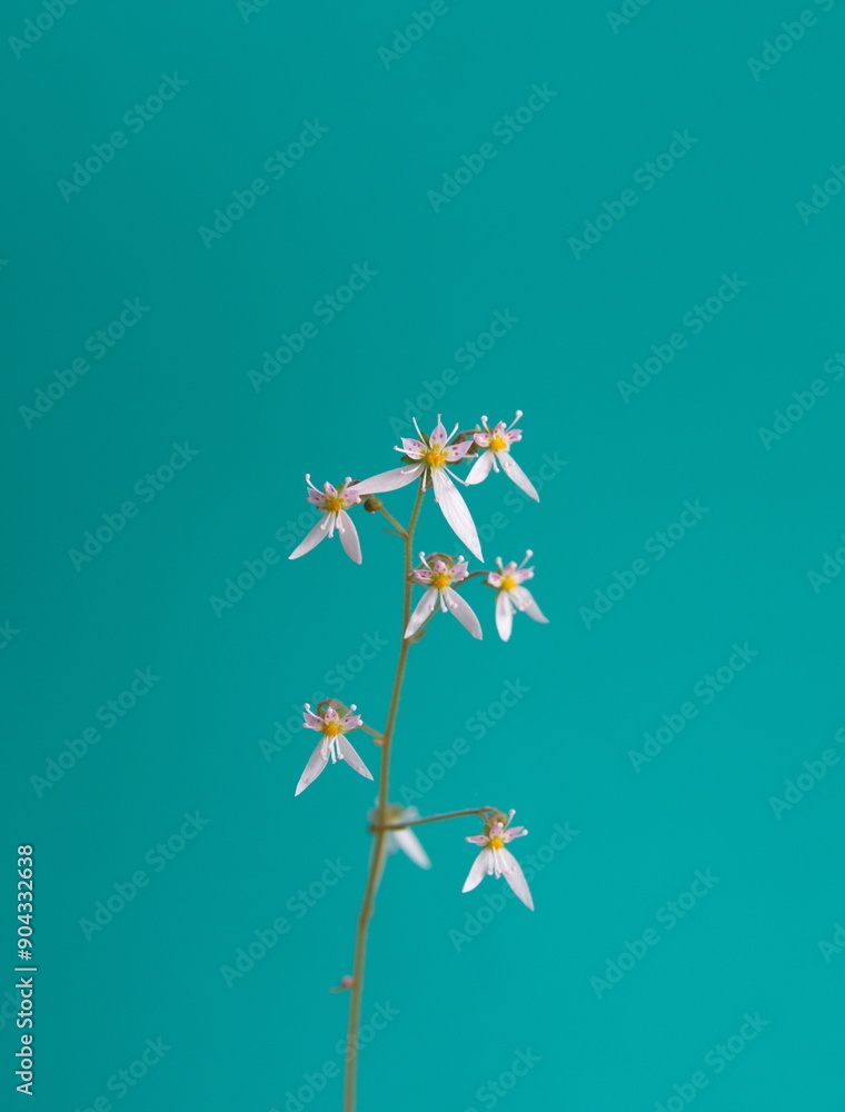 Blooming saxifraga stolonifera is a perennial flowering plant, creeping ...