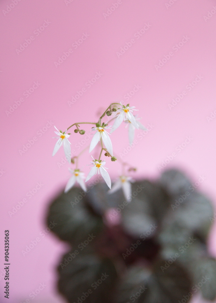 Blooming saxifraga stolonifera is a perennial flowering plant, creeping ...